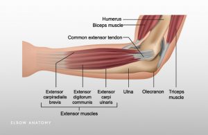 Elbow Anatomy | Elbow Pain | Chicago, Westchester, Hinsdale IL - Nikhil ...